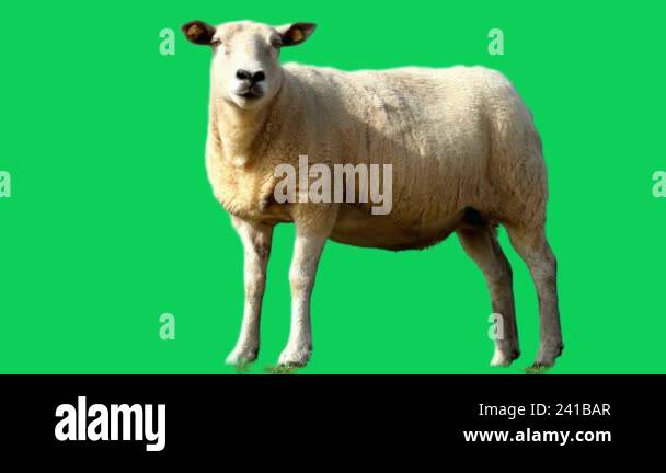 Sheep on a green screen Stock Video Footage - Alamy