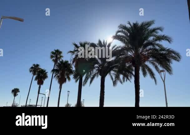 palm trees against the sky Croisette, Promenade de la Croisette, Boulevard de la Vidom, Cannes ...