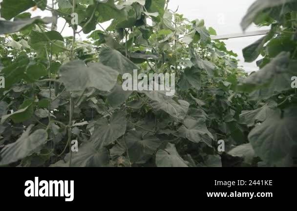Captivating slow-motion journey through a serene greenhouse teeming ...