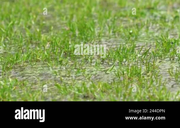 It is raining, It rains on green lawn in spring rainy weather, rain ...