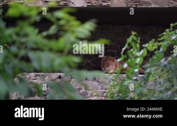 Through the green foliage, a dangerous cat can be seen galloping at ...