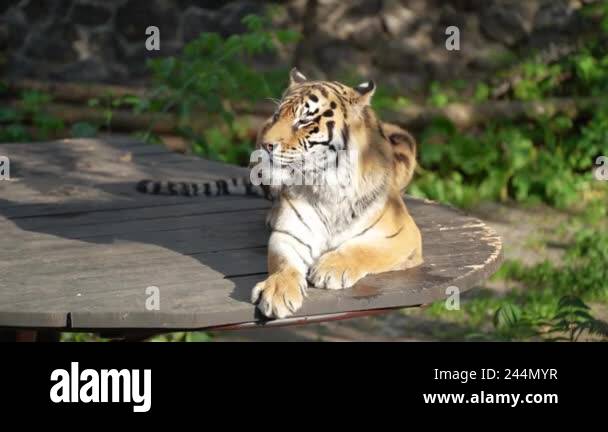 A tiger enjoys peace on a round wooden stand against a backdrop of lush ...