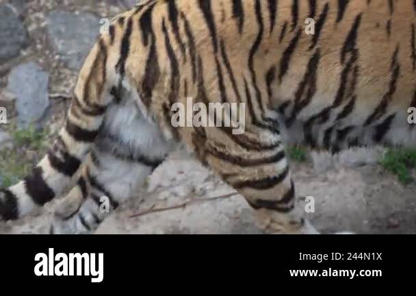 A tiger on its strong muscular legs walks through its territory. A ...