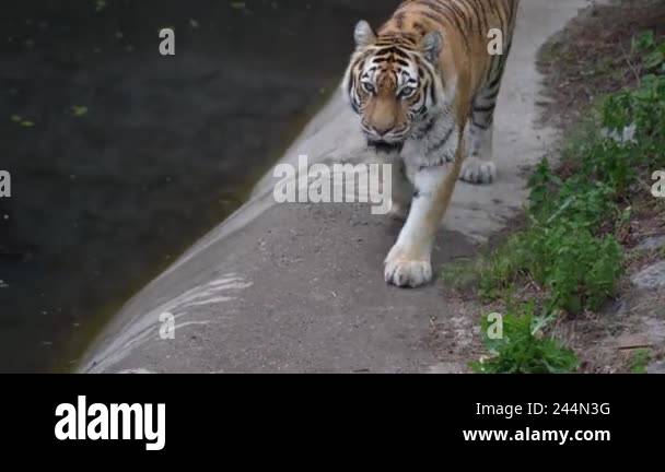 A tiger on its strong muscular legs walks through its territory. A ...