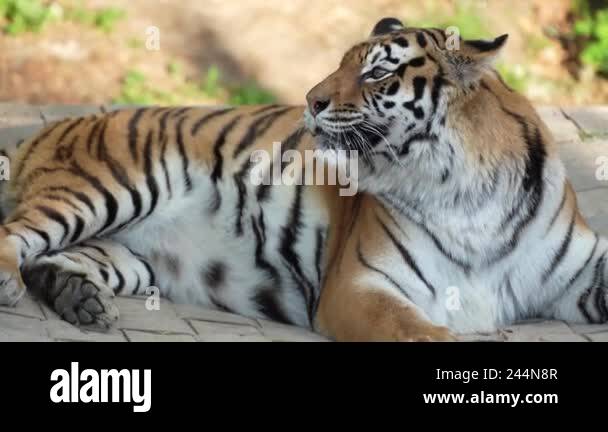 A majestic tiger rests on a sidewalk with green leaves in the ...