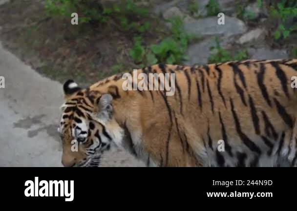 A tiger on its strong muscular legs walks through its territory. A ...