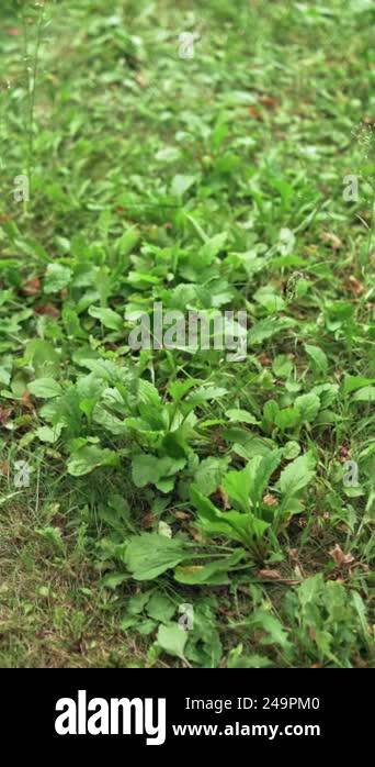 Working process of lawn mower outdoors. Boy cutting grass in his yard ...