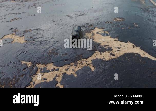 Oil in ocean coastline after a tanker wreck. Oil fuel polluted and ...