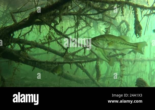 Three black bass (Micropterus salmoides) swim gracefully through an ...