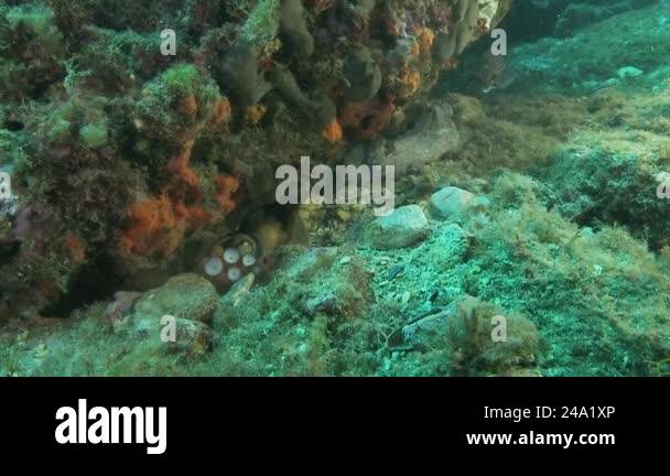 Octopus mating scene with the male on the right extending his sperm ...