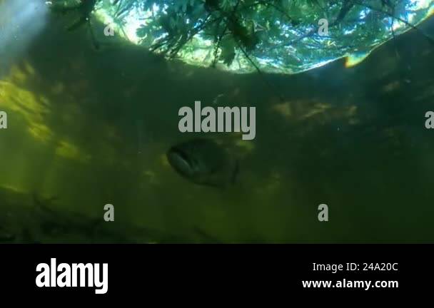 Low-angle shot of a black bass using a fisheye lens underwater, with a ...
