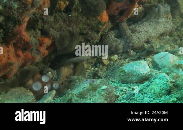 Octopus mating scene with the male on the right extending his sperm ...