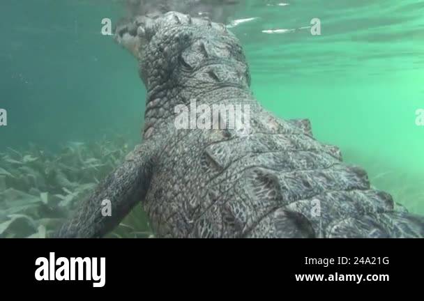 Underwater rear view of a crocodile, highlighting the texture of its ...