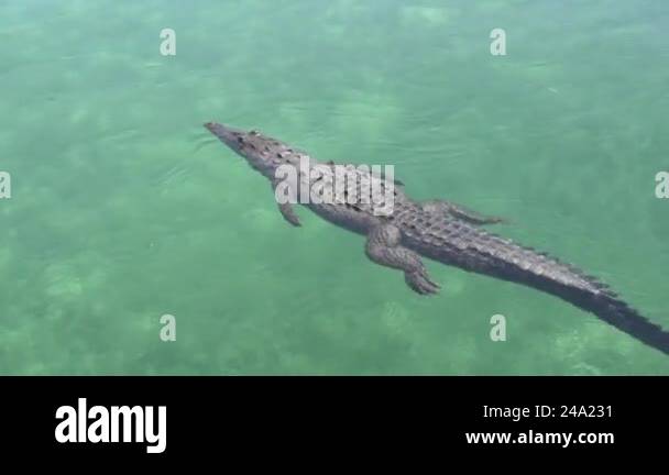 Surface view of a crocodile swimming, with only its nostrils and eyes ...