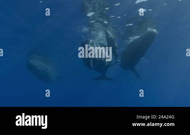 Underwater shot from below the surface of two sperm whales swimming gently, framing a tiny ...