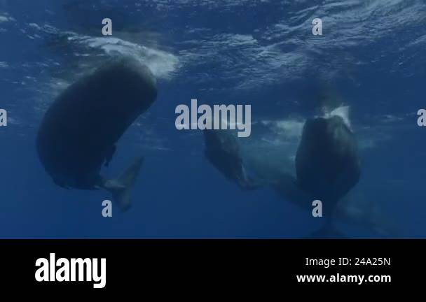 Whale echolocation Stock Videos & Footage - HD and 4K Video Clips - Alamy