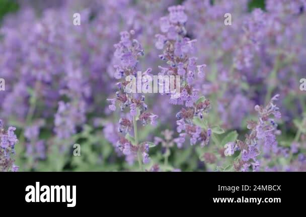 Beauty in nature. Summer nature blossom flower. Catnip blossom ...