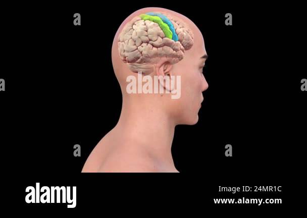 Animation of a human brain with a highlighted precentral gyrus (blue ...