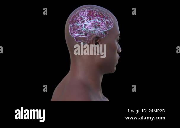 Animation showing the anatomical structure of the brain inside a woman ...