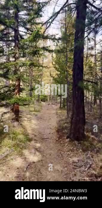 Peaceful woodland pathway surrounded by lush green foliage and tall ...