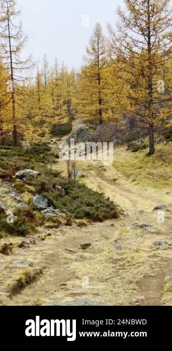 Forest path meandering under autumnal larch trees with golden leaves ...