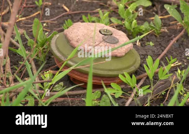 An anti-tank mine lies on the ground among the grass. Real hostilities ...