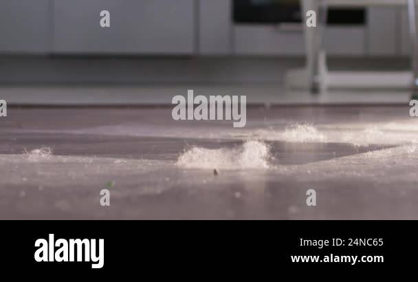Person uses vacuum cleaner to collect dust and cat fur from floor ...