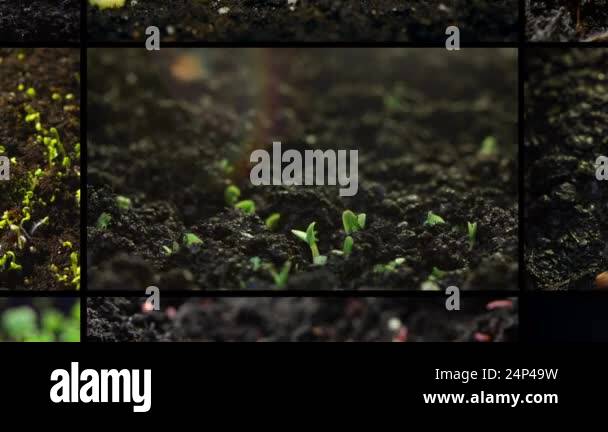 Timelapse video collage of the germination of plant sprouts ...