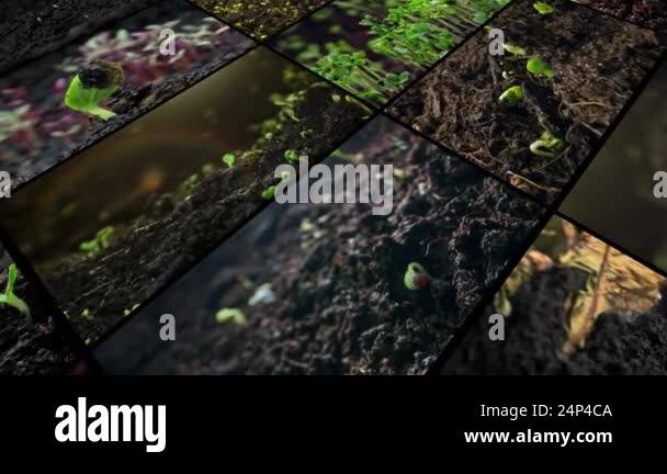 Botanical timelapse collage: Observing plant sprouts grow and mature ...