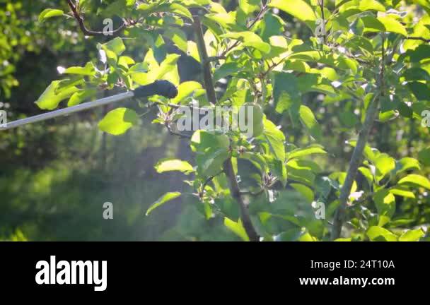 spraying trees with insecticides to protect plants from insect pests ...