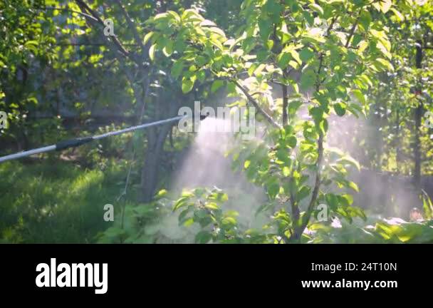 spraying trees with insecticides to protect plants from insect pests ...