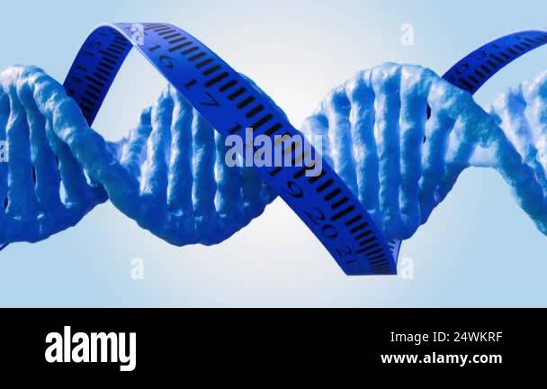 A 3d animation of a measuring tape is wrapped around the biological DNA ...