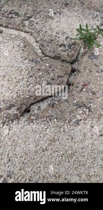 Ants are working together to dig the sand to make a nest Stock Video ...