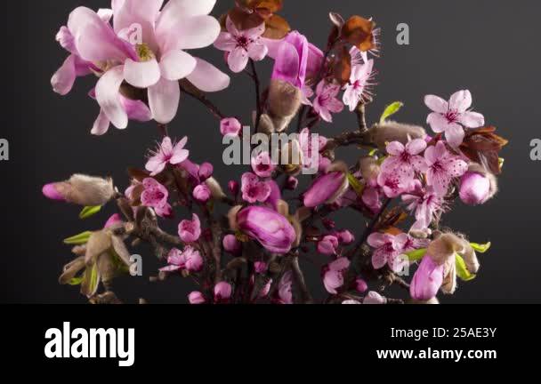 4K Time Lapse of flowering Cherry nad magnolia trees on black ...