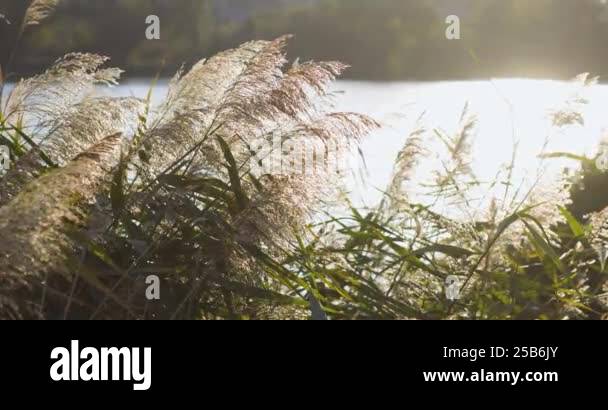 Sunlit reeds sway gently by the edge of a calm lake, their golden hues ...