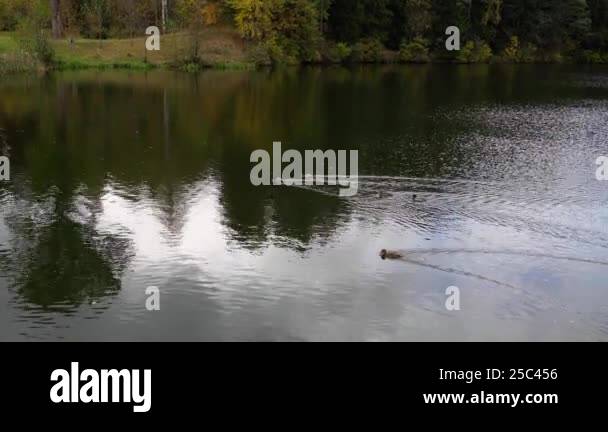 Two ducks are swimming on calm lake on cloudy day, leaving v shaped ...
