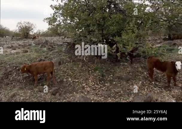Cows on Mount Megido in Israel. Happy dairy cows grazing in the grass ...