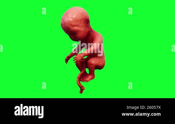 unborn baby fetus in amniotic sac. Realistic green screen 4k animation ...