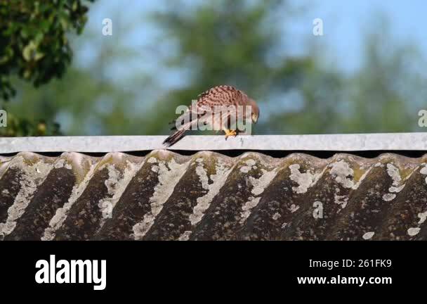 The common kestrel rips apart and eats a mouse. A beautiful bird of ...