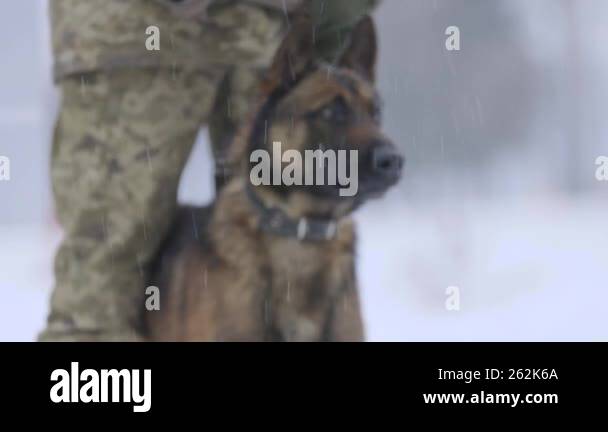 Military dog handlers with dogs are in formation. Training military ...