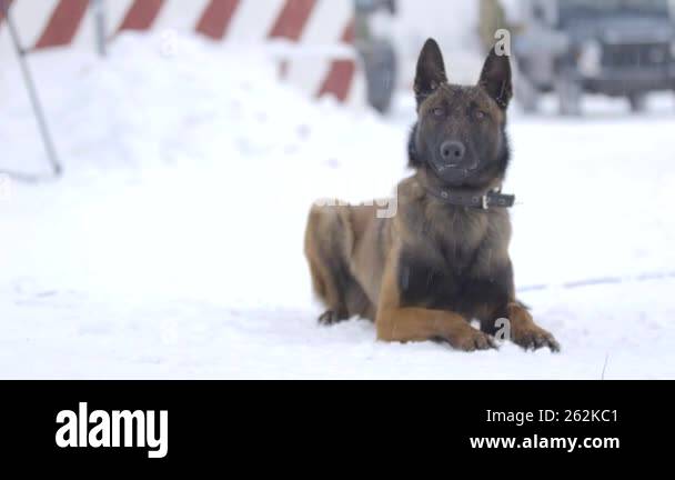 Belgian Shepherd Malinois obeys the command to lie down and runs towards the camera. Malinois ...