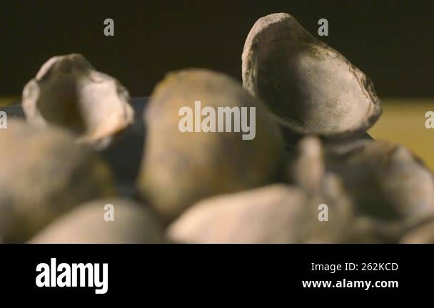 Ancient shellfish fossils, showcasing its detailed, segmented ...