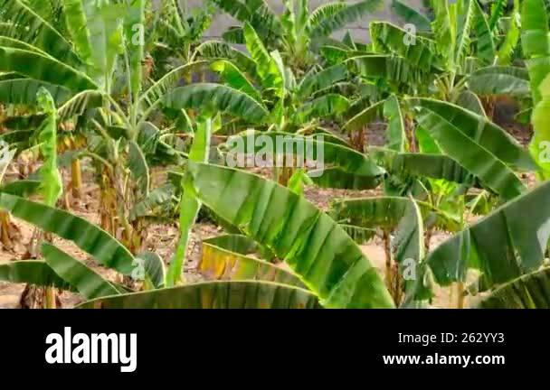 Plantation with plantain in a garden outside the city of Accra Ghana ...