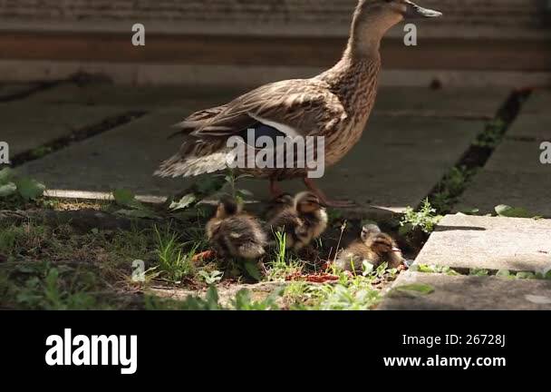 Treviso, Italy 1 January 2025: Mother duck keeps a watchful eye on her ...