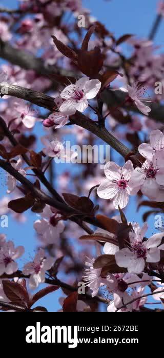 Vertical - Cherry blossoms and blue sky in spring Stock Video Footage ...