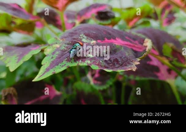 Green flies or common green bottle flies (Lucilia sericata) that land ...