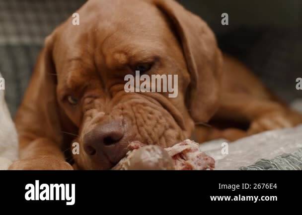 A Bordeaux Mastiff puppy lies on a couch, happily chewing on a bone ...