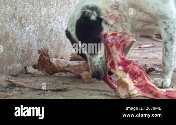 Giant aggressive dog chewing bone. Kangal big dangerous dog eating ...