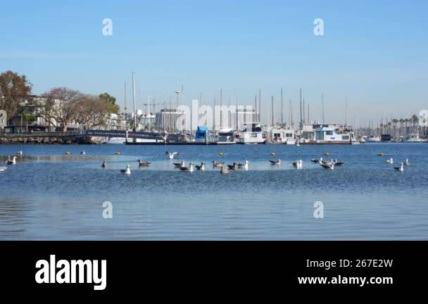 Lively scene in Venice harbor with seagulls swimming and diving into ...