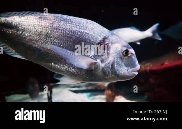 Close up of a Gilt-head bream fish swimming near coral reefs Stock ...
